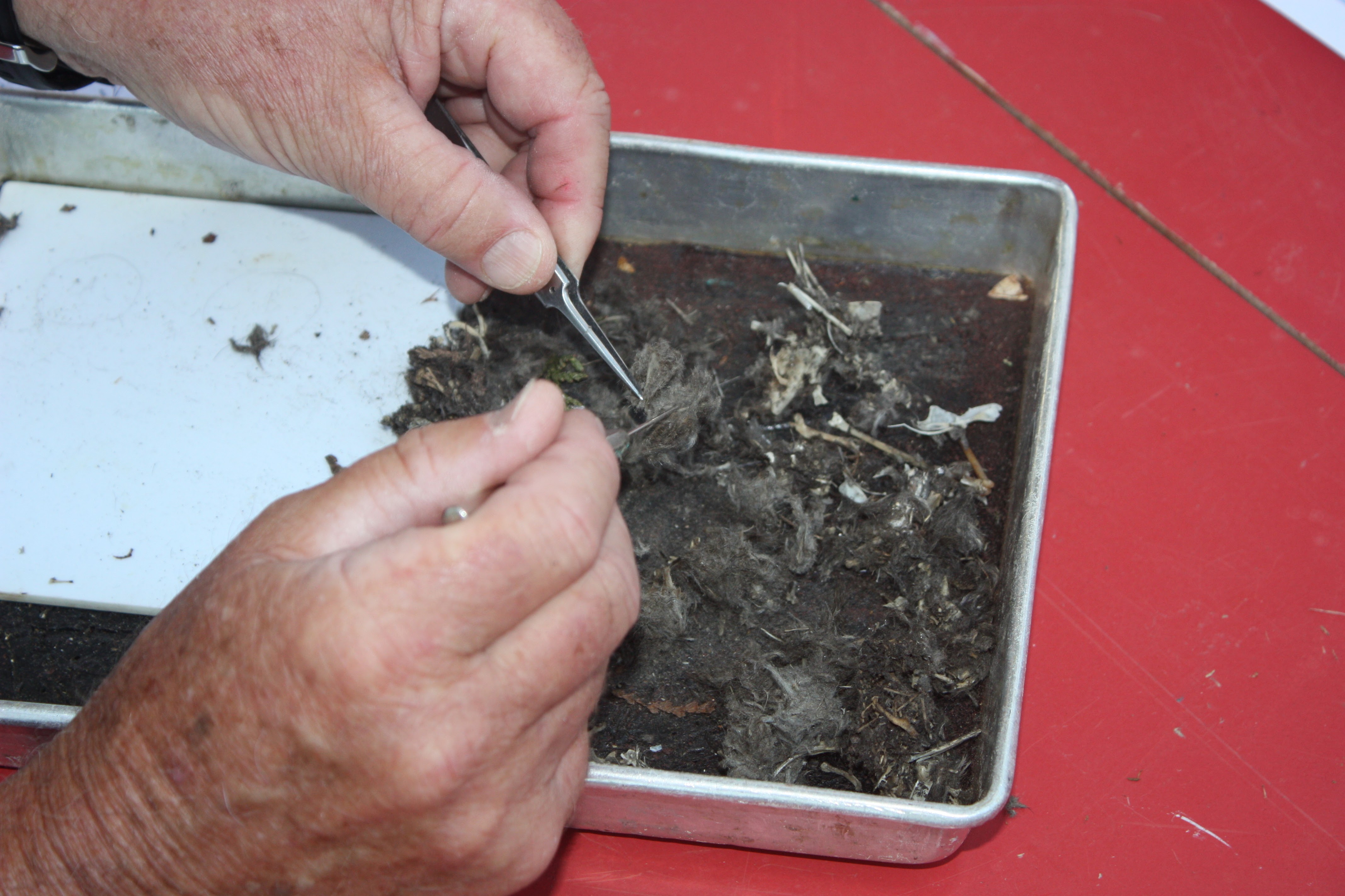 Starry Night at Deas Island Park & Ladner Animal Expo at Memorial Park ...