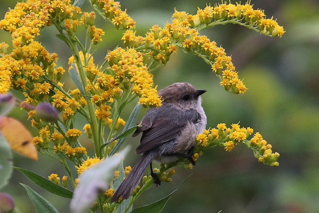 BUSH_TC2 – Delta Naturalists Society
