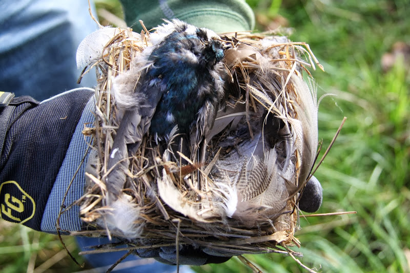 BBRP Fall Nest Box Review – Delta Naturalists Society