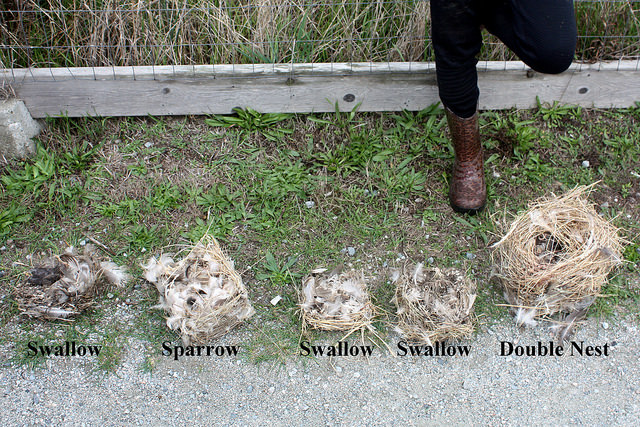Nest Boxes – Delta Naturalists Society