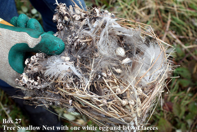 Nest Boxes – Delta Naturalists Society