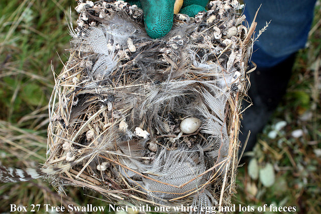 Nest Boxes – Delta Naturalists Society