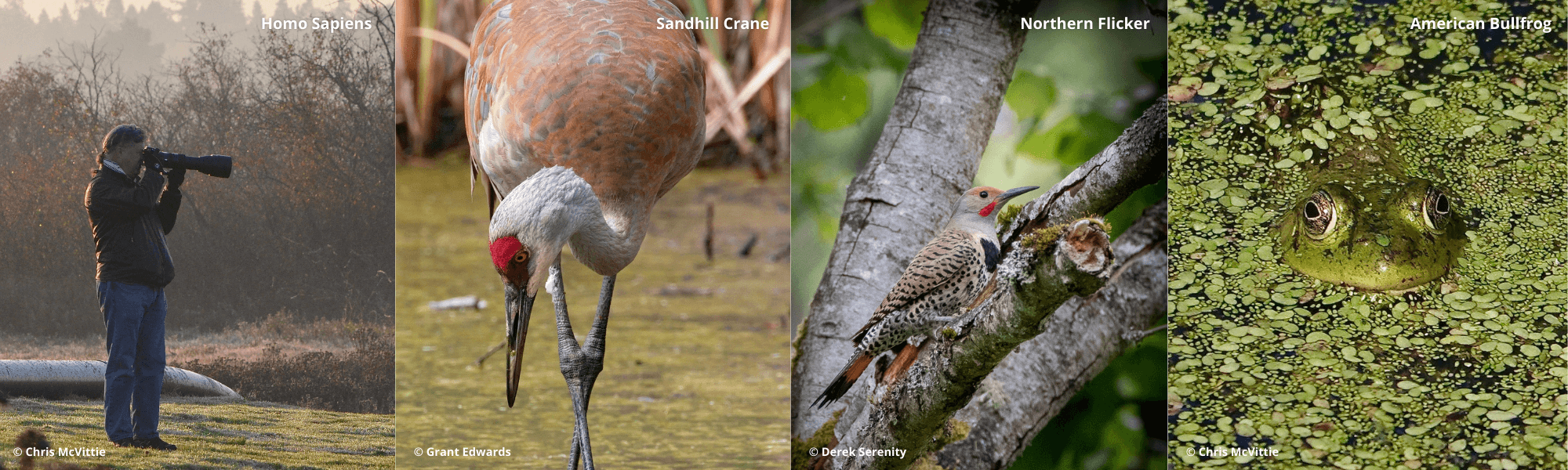 Reporting Animals & Birds – Delta Naturalists Society