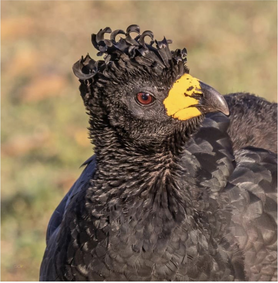 DNS Meetings 2023 – Delta Naturalists Society