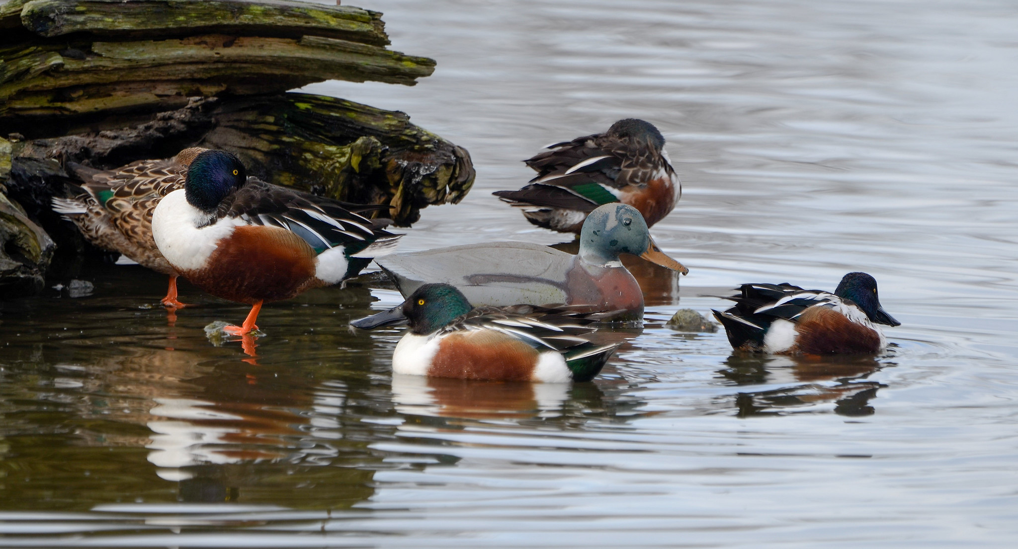 Delta Naturalists Outing to Tsawwassen Ferry Causeway & Reifel Bird ...