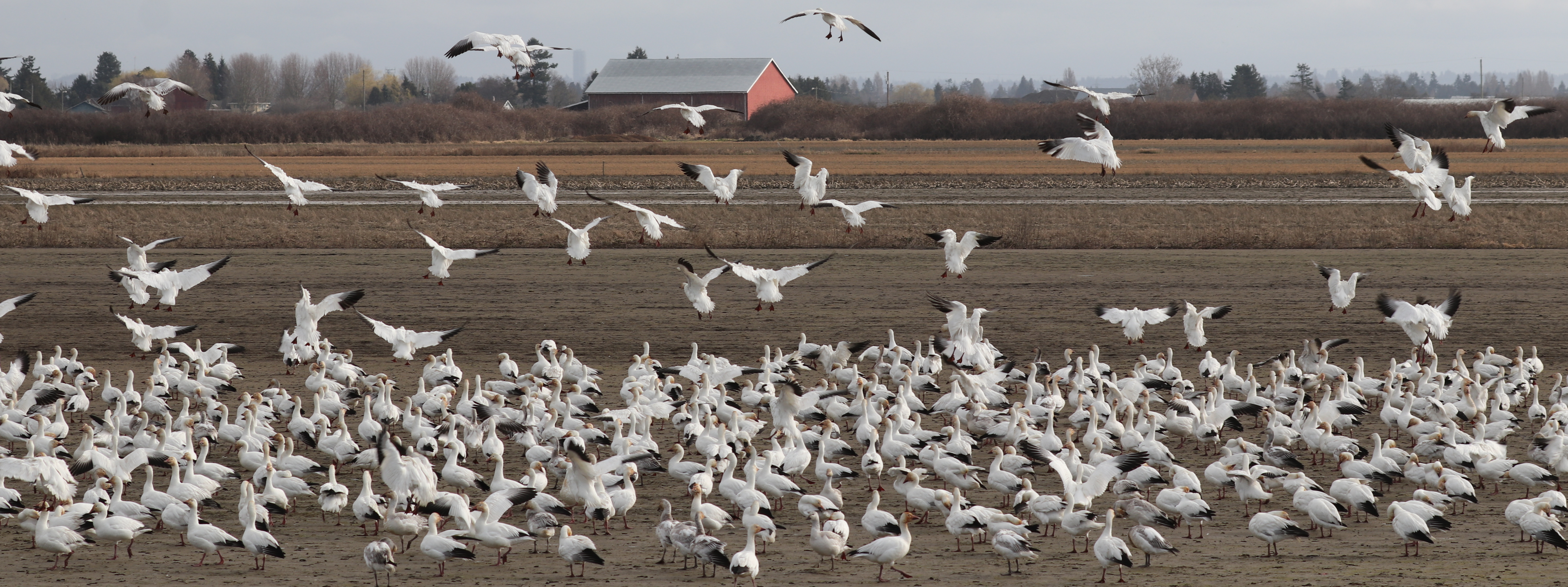 Delta Naturalists Outing to Brunswick Point, March 13, 2024: Snow Geese ...