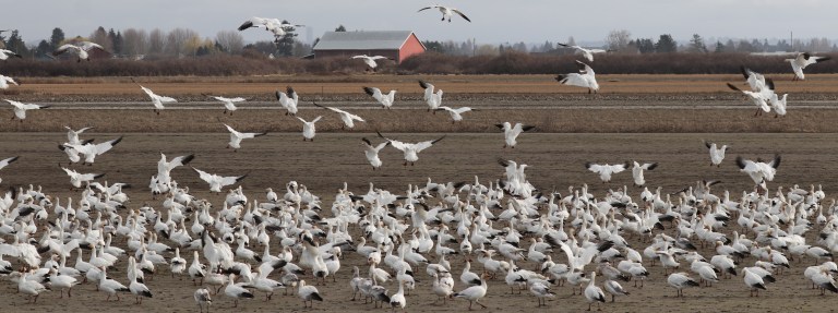 Delta Naturalists Outing to Brunswick Point, March 13, 2024: Snow Geese ...