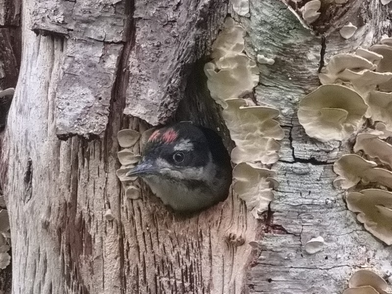 Nature Outings – Delta Naturalists Society