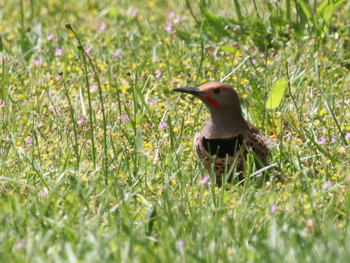 Members Only – Delta Naturalists Society