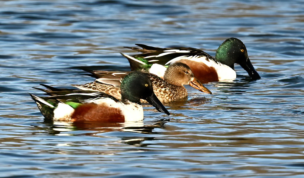 Delta Naturalists Outing to Reifel Bird Sanctuary, January 12, 2025 ...