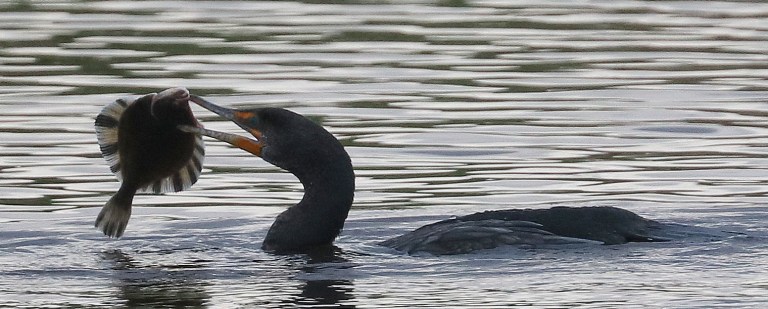 Delta Naturalists Outing to Serpentine Fen & Colebrook Park, April 1 ...