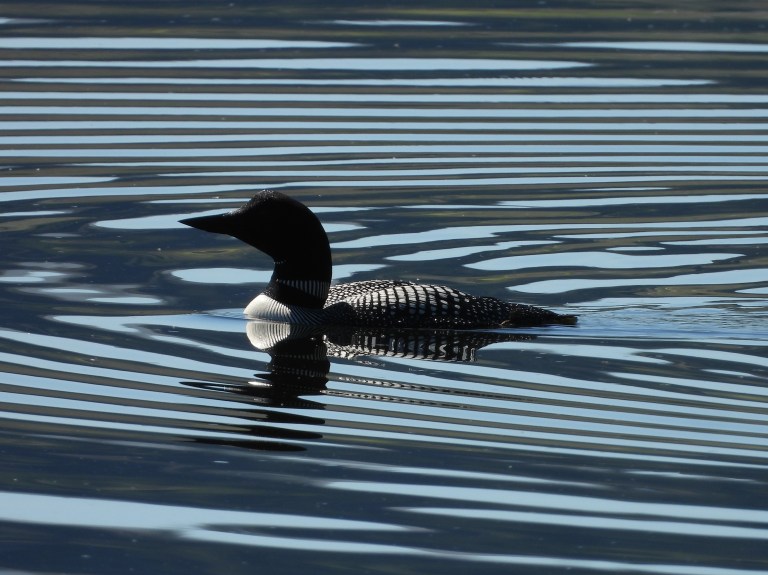 DNS Merritt Field Trip, May 25-29, 2025 – Delta Naturalists Society