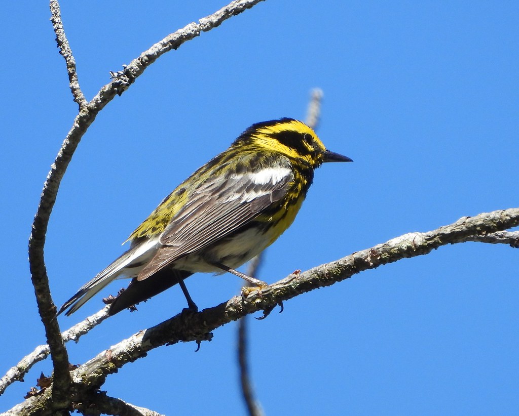 Delta Naturalists Outing to Cypress Provincial Park, July 1, 2025 ...