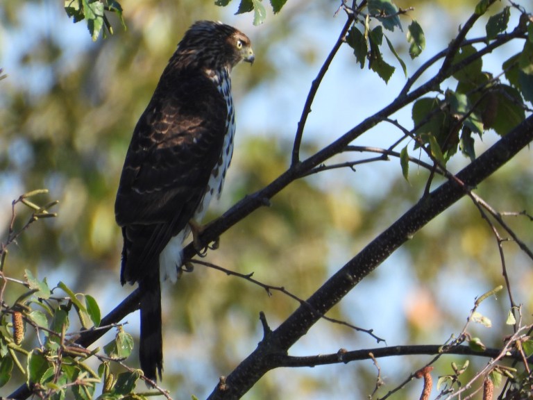 Delta Naturalists Outing to Serpentine Fen , September 16, 2025 – Delta ...