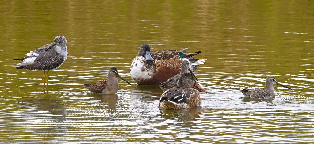 Delta Naturalists Outing to Reifel Bird Sanctuary, October 4, 2025 ...