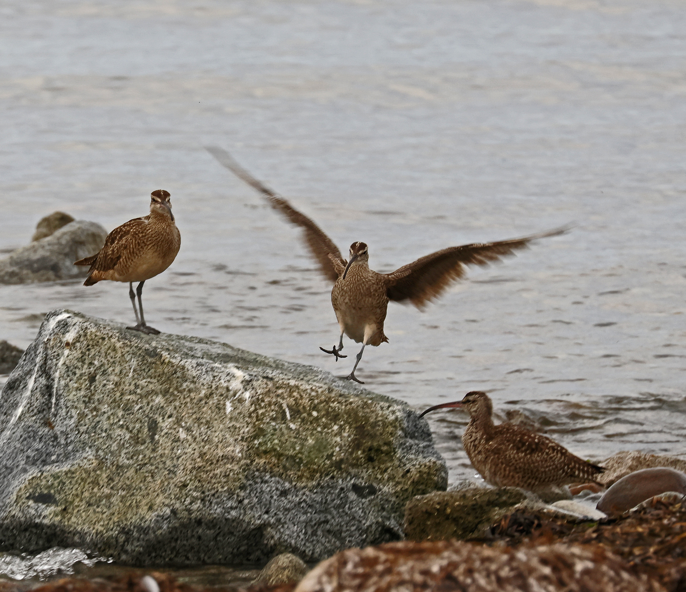 Delta Naturalists Outing to Tsawwassen Ferry Causeway & Reifel, October ...