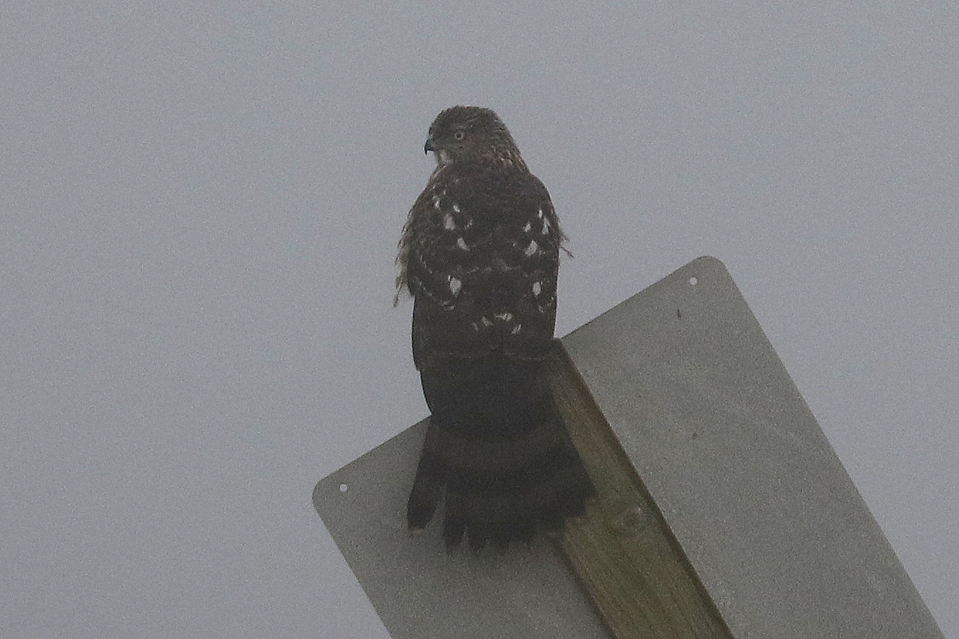 Delta Naturalists Outing to Boundary Bay Dyke at 64th, December 30 ...