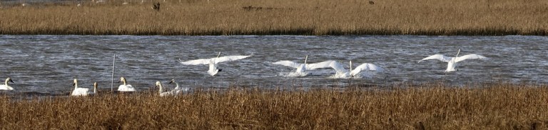 Delta Naturalists Outing to Brunswick Point, December 17, 2025 – Delta ...
