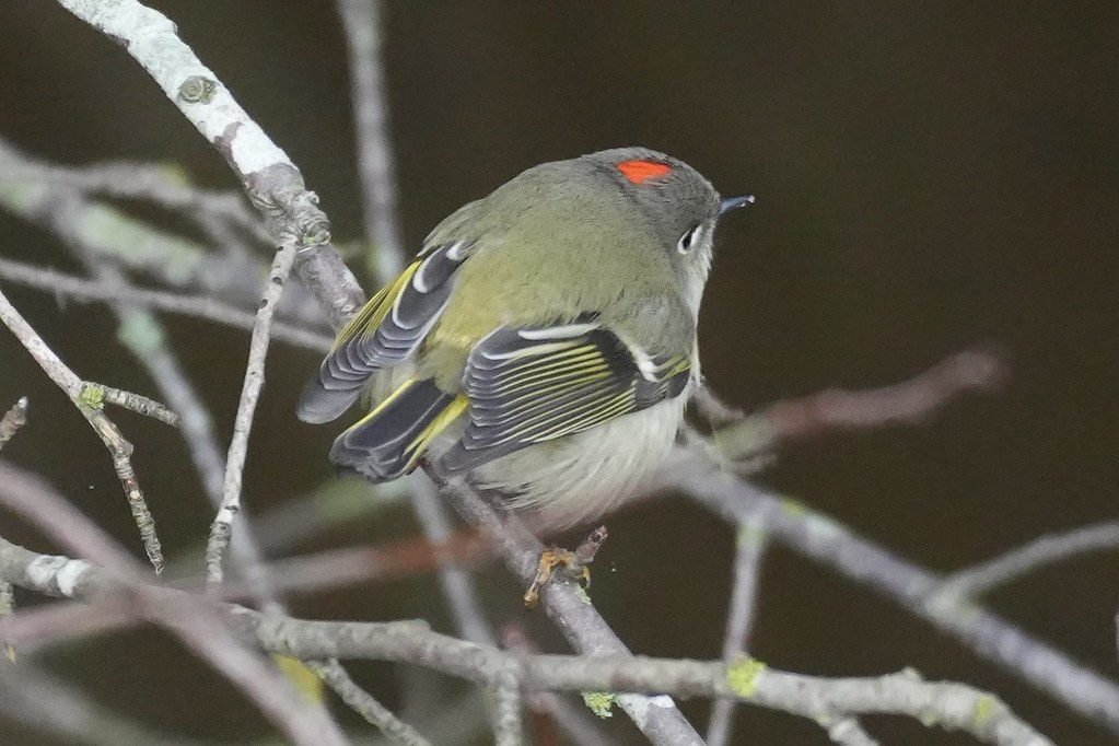 Delta Naturalists Outing to Boundary Bay Dyke at 64th, December 31 ...