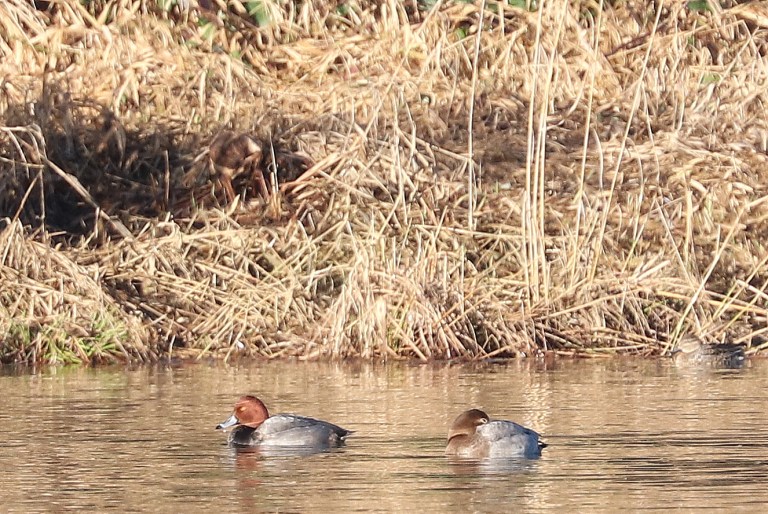 Delta Naturalists Outing to Surrey Lake & Green Timbers, January 5 ...