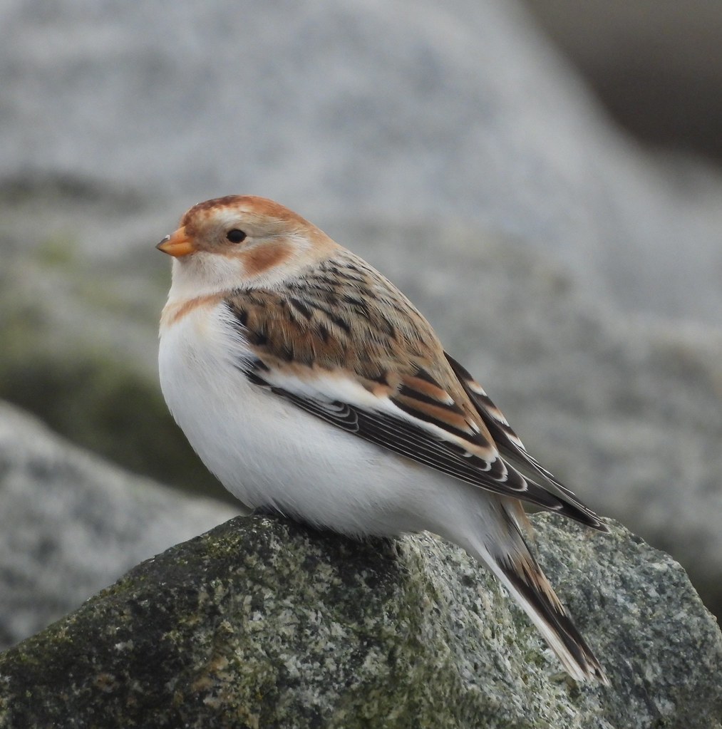 Delta Naturalists Outing to Tsawwassen First Nation Dyke, January 21 ...