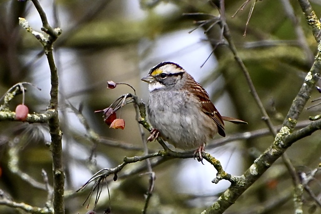 Delta Naturalists Outing to Serpentine Fen, January 27, 2026 – Delta ...