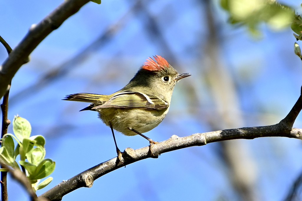 Delta Naturalists Outing to Brunswick Point, April 7, 2026 – Delta ...